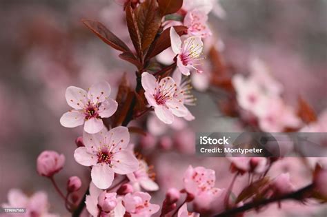 아름다운 꽃 일본 벚꽃 사쿠라 시즌 배경 봄 화창한 날에 는 꽃이 만개하는 나무로 야외 자연이 흐려진 배경 4월에 대한 스톡 사진 및 기타 이미지 Istock