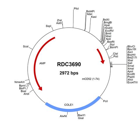 Mouse Cd52 Np 038734 1 Versaclone Cdna Rdc3690 Randd Systems