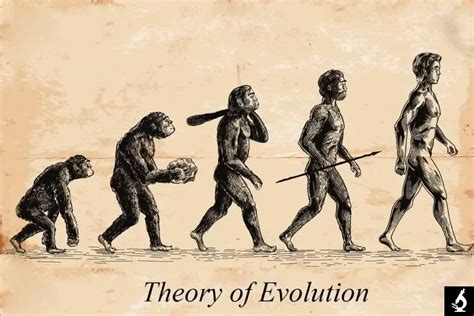 Darwinism Theory Definition And Examples Biology Notes Online