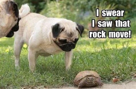 101 Lovable Pug Memes That Are Too Puggin Cute