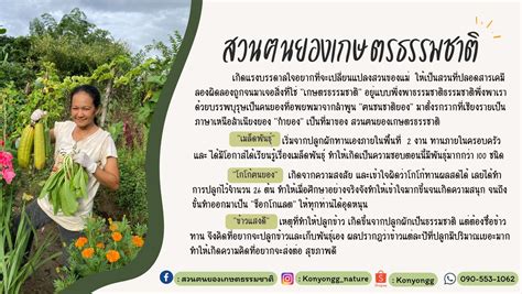 ใบตองคลอ ใบตองคลองกระจง กลุ่มเกษตรแปลงใหญ่ จังหวัดสุโขทัย