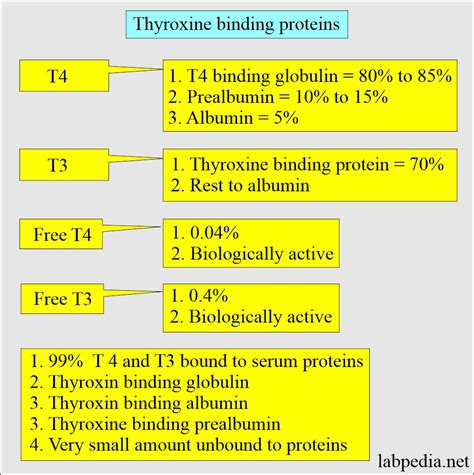 Thyroid Part 3 Thyroxine Binding Globulin Tbg