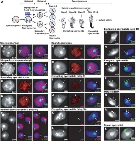 Figure 1 From Postmeiotic Sex Chromatin In The Male Germline Of Mice Semantic Scholar