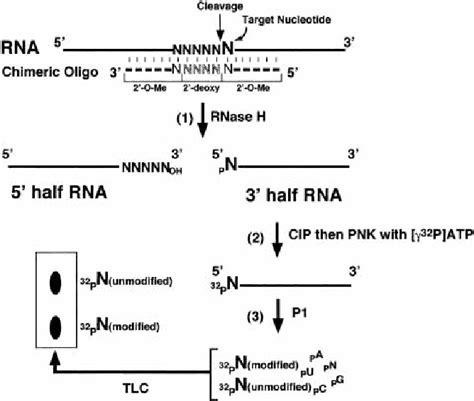 Figure 1 From Detection And Quantitation Of Rna Base Modifications