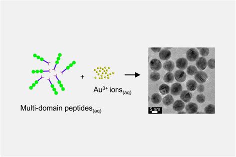 Size Controlled Biofunctionalized Gold Nanoparticles Unam