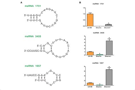Presentation And Validation Of The Deep Sequencing Data By Secondary