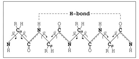 3 The Backbone Of Polypeptide Or Protein The Classical H Bond