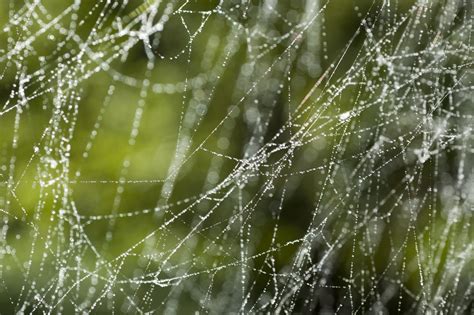 Cobweb 1 Free Photo Download FreeImages