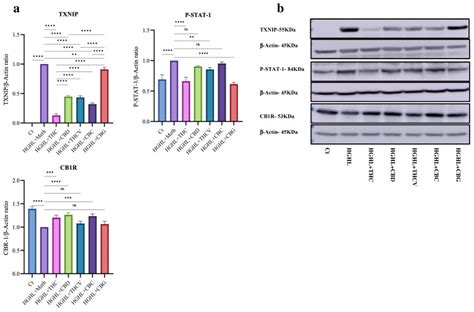 The Impact Of Major And Minor Phytocannabinoids On The Maintenance And Function Of Ins 1 β Cells