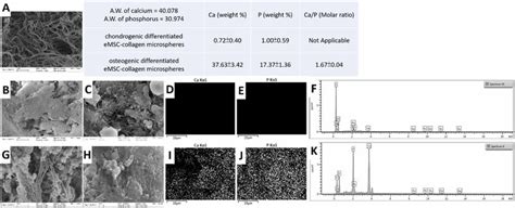 Ultrastructure Of The Emsc Collagen Undifferentiated Microsphere A