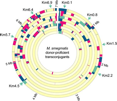 Mycobacteria Get All The Advantages Of Sex With None Of The Downside Plos Biologue