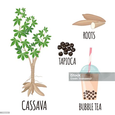 흰색에 고립 된 평평한 스타일의 카사바 나무 뿌리 밥 및 거품 밀크 티가있는 타피오카 식물 세트 0명에 대한 스톡 벡터 아트 및 기타 이미지 Istock