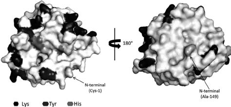 3d Surface Structure Model Of Chymotrypsin The 3d Surface Structure