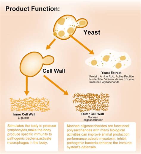 Yeast Cell Wallyeast Cell Wall Is Made Up Of Yeast Cell Wall