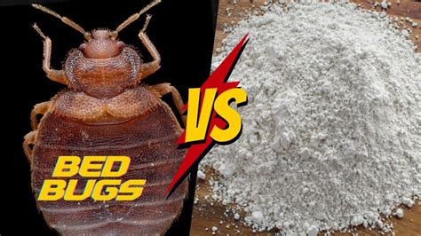 Natural Pest Control Eliminate Bed Bugs And Household Pests With