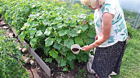 Чтобы на огурцах не было пустоцвета поливаю весь июль и август такой подкормкой Youtube