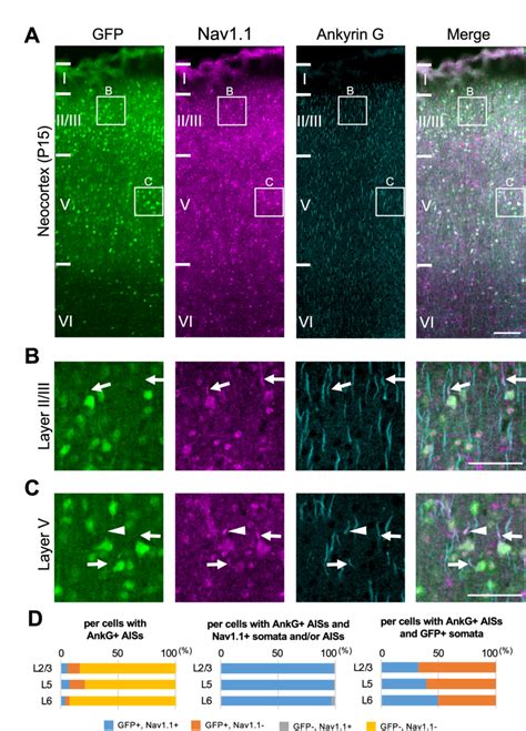 Nav1 1 Expression At The Axon Initial Segment Ais In The Scn1a Gfp Download Scientific