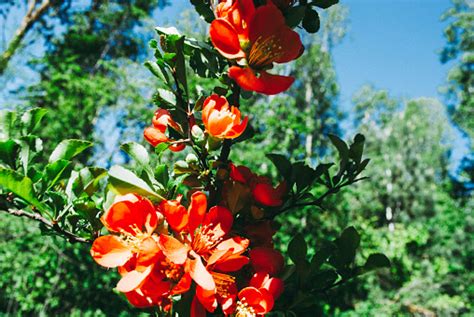 꽃 봄 분기 합니다 꽃 마 르 멜로 배경입니다 핑크 마 르 멜로 꽃 클로 우즈 업 0명에 대한 스톡 사진 및 기타 이미지 0명 계절 꽃 나무 Istock