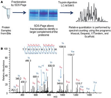 Schematic Representation Of The Proteomic Approach Used To Identify And Download Scientific