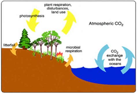 Terrestrial Carbon Cycle Download Scientific Diagram