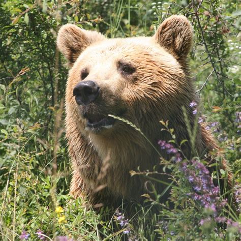 National Parks To Visit In Bhutan For 2022 Norbu Bhutan Travel By