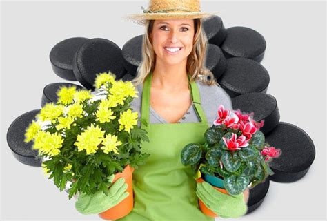 წლიდან წლამდე ყვავილებს აქტივირებული ნახშირით ვკვებავ შედეგი გასაოცარია