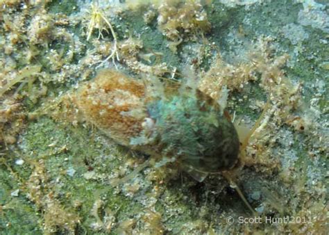 Univalve Molluscs Muddy Puddle Diver