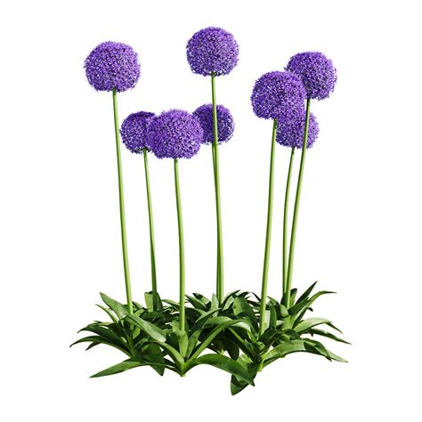 Allium Giganteum 6 Download The 3d Model 32215