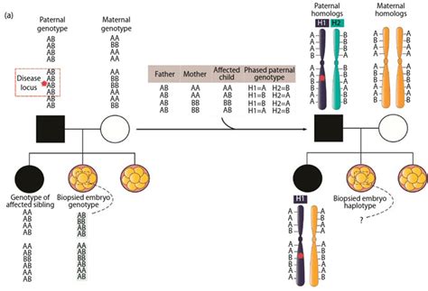 Genome Wide Haplotyping For Comprehensive Pgt