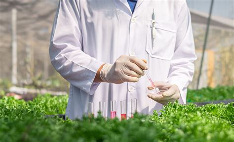 Plant Rna Extraction Challenges Methods And Tips To Improve