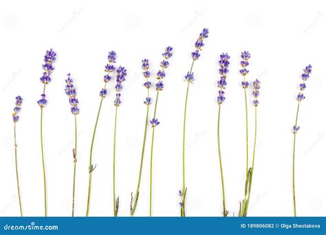 白色背景中突显的薰衣草花 关闭 文本空间 库存照片 图片 包括有 花束 健康 自然 开花 普罗旺斯 189806082