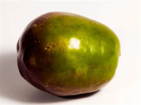 que es el jobo