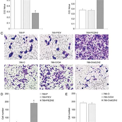 EZH2 Mutations In Hematological Malignancies EZH2 Has Several Download Scientific Diagram