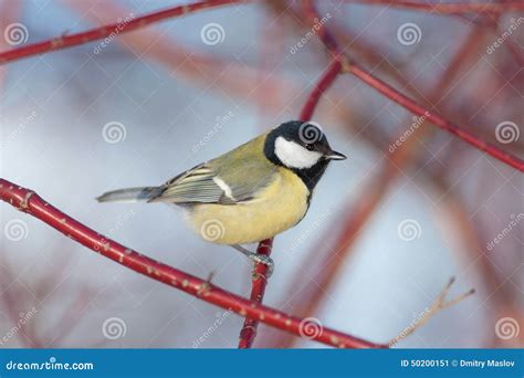 Tit On A Tree Branch Stock Image Image Of Outdoors Yellow 50200151