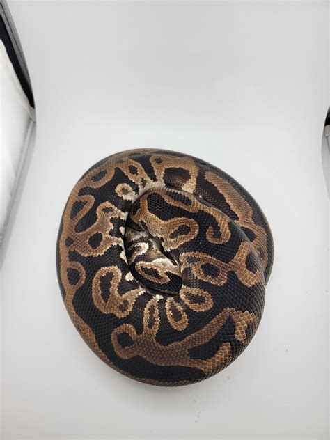 Leopard Ball Python By Morph Jungle Morphmarket