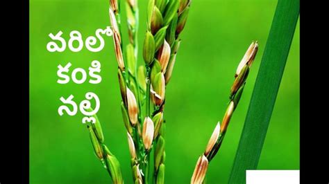Paddy Panicle Mites వరిలో కంకి నల్లి