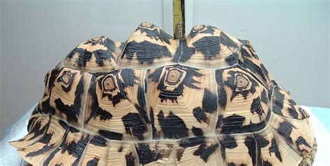 Tortoise Shell Deformities A View From The Inside