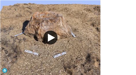 Petrified Tree Stump Us National Park Service