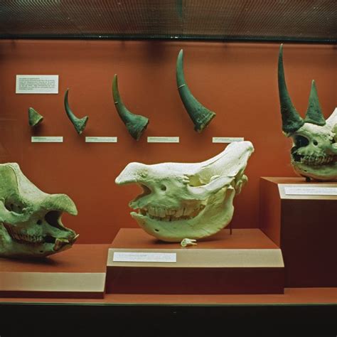 Ceratotherium Praecox Et Diceros Cf Pachygnathus A C Ceratotherium