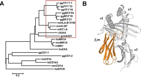 Figure 1 From Structure Of A Classical Mhc Class I Molecule That Binds Non Classical” Ligands