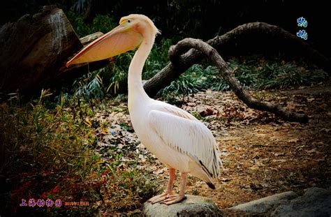 【鹈鹕摄影图片】上海西郊公园生态摄影张文解太平洋电脑网摄影部落