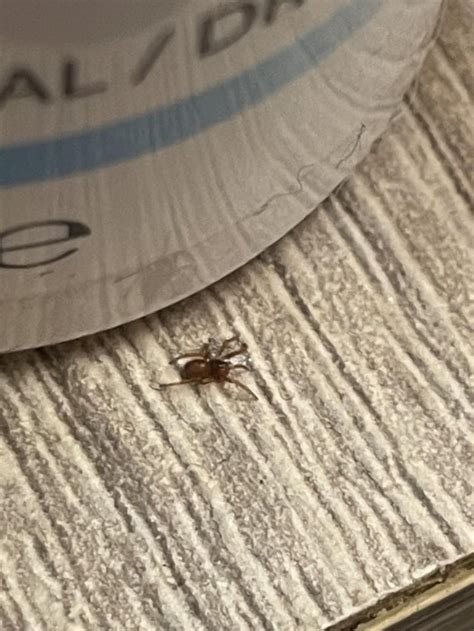 📍england Hundreds Of Tiny Spiders In My Room Id Say Theyre All