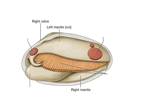 Clam Anatomy Pt 2 Quiz