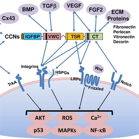 Transcriptional Regulation Of Ccn Genes Multiple Extracellular And