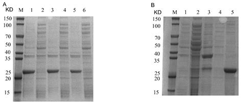 Ijms Free Full Text Immunogenicity Analysis Of Pcv3 Recombinant Capsid Protein Virus Like