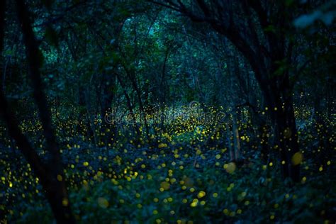 Firefly Lightning Bug In The Rainforest At Night Stock Image Image Of