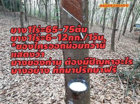 ยาง1ไร่ 65 75ต้น หนุ่มทองแดง แหลงไหรให้เทือน Facebook