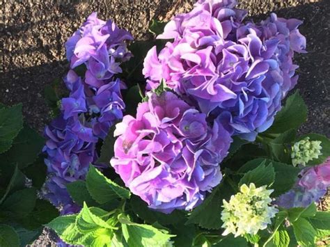 Early Blue Hydrangea Care Guide World Of Garden Plants