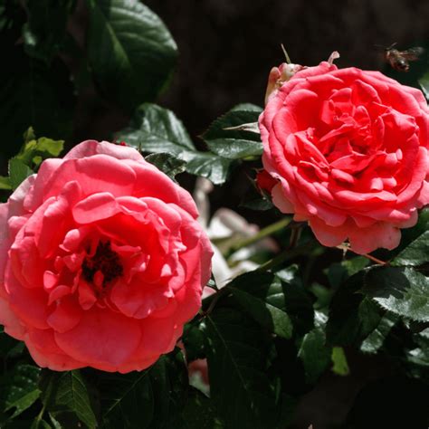 Közös élményajándék Rózsavilág