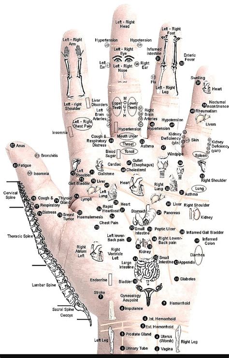 Pressure Points On Right Hand Chinese Hand Pressure Reflexology Hand